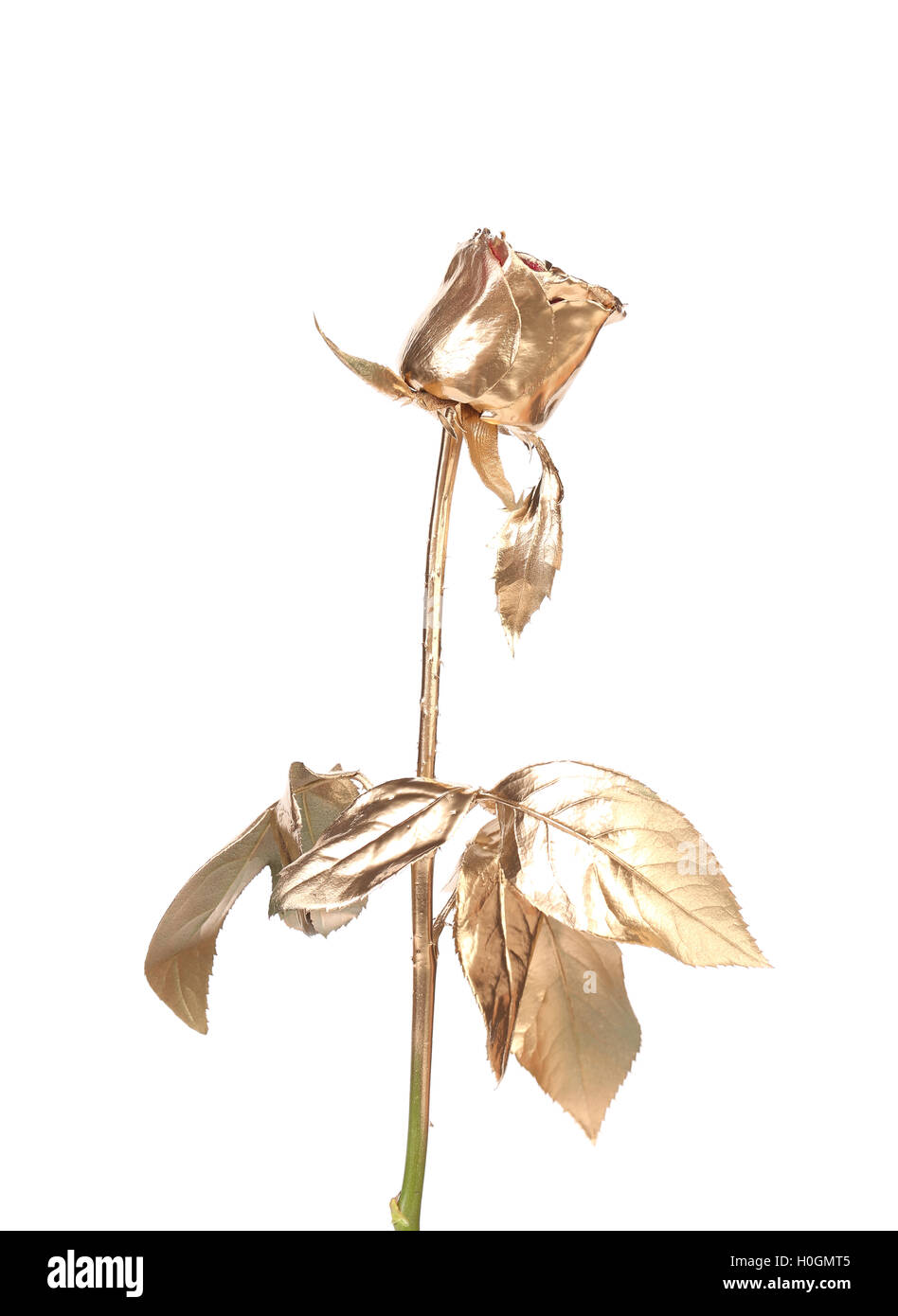 The photo of beautiful golden rose Stock Photo - Alamy