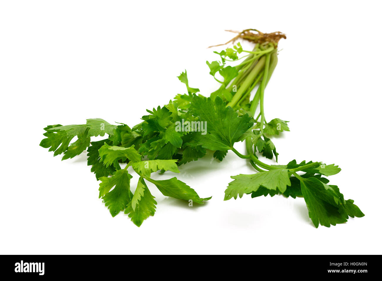 Bunch cilantro hi-res stock photography and images - Alamy