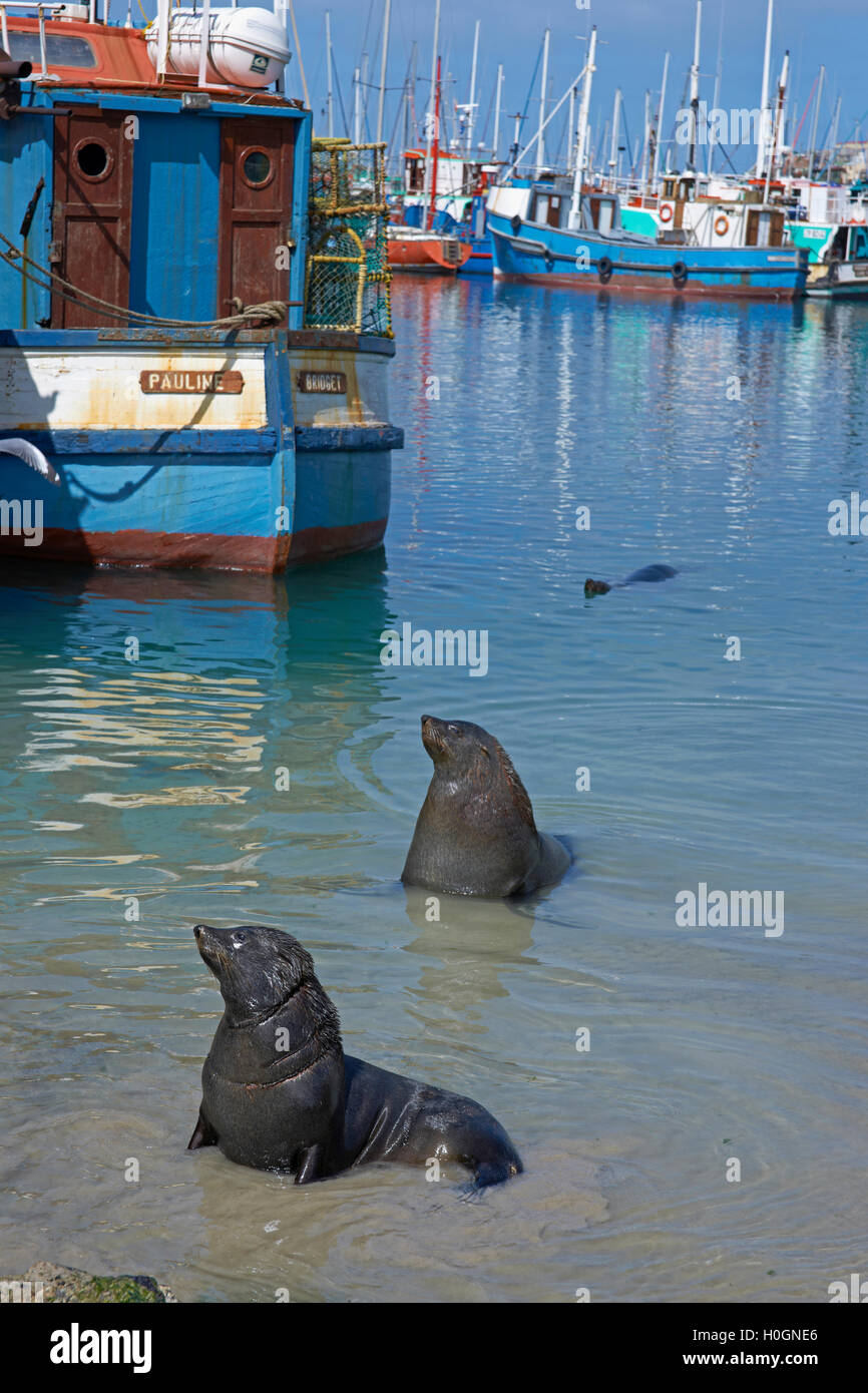 Houts bay hi-res stock photography and images - Alamy