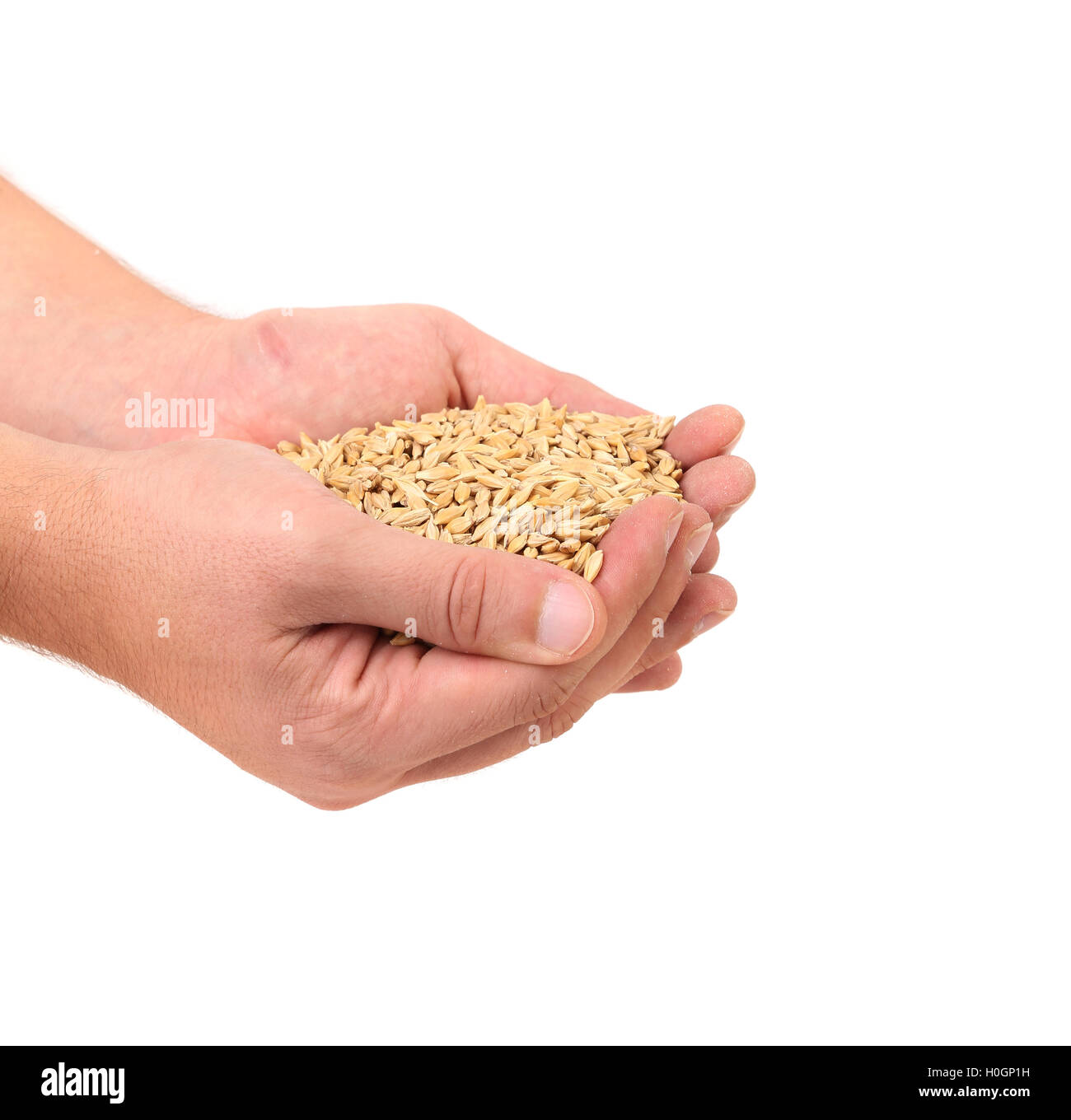 Handful of wheat grain Stock Photo - Alamy