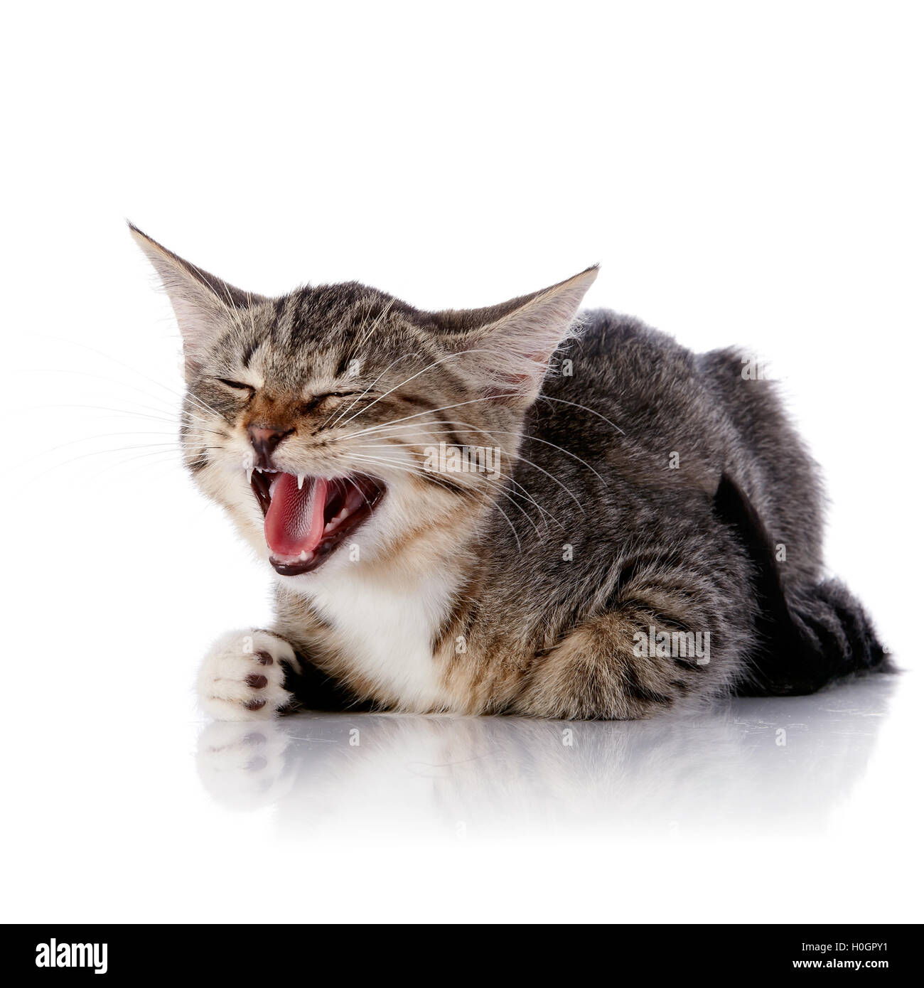 Striped mewing cat Stock Photo - Alamy