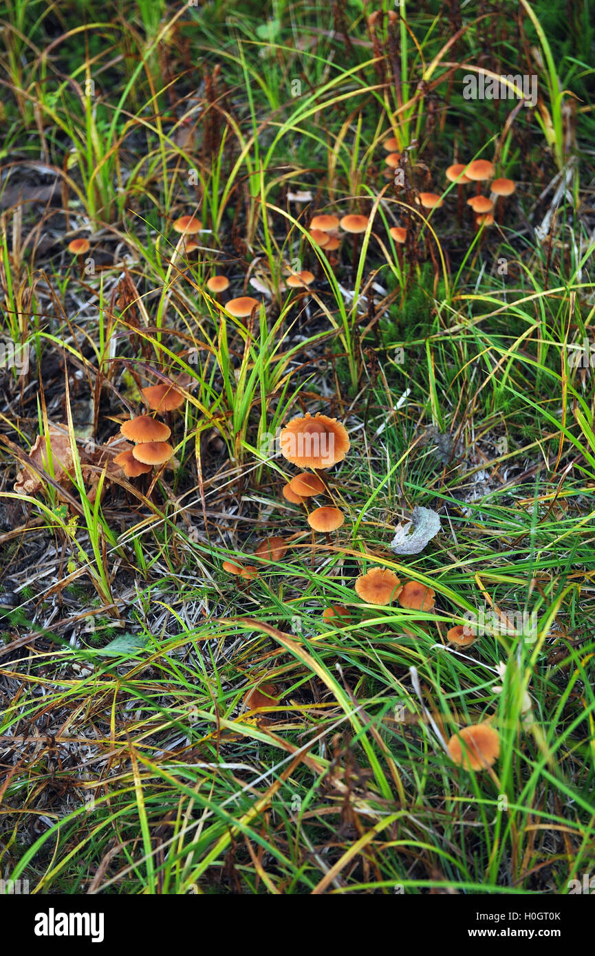 Close up of toadstools family in autumn forest Stock Photo - Alamy