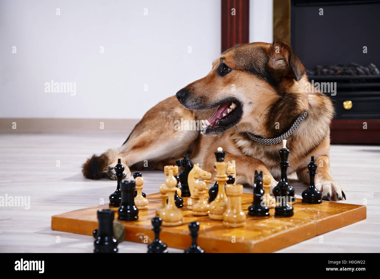 Dog chess set hi-res stock photography and images - Alamy