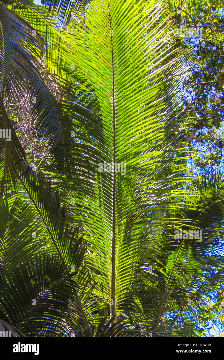 Large palm leaf hi-res stock photography and images - Alamy