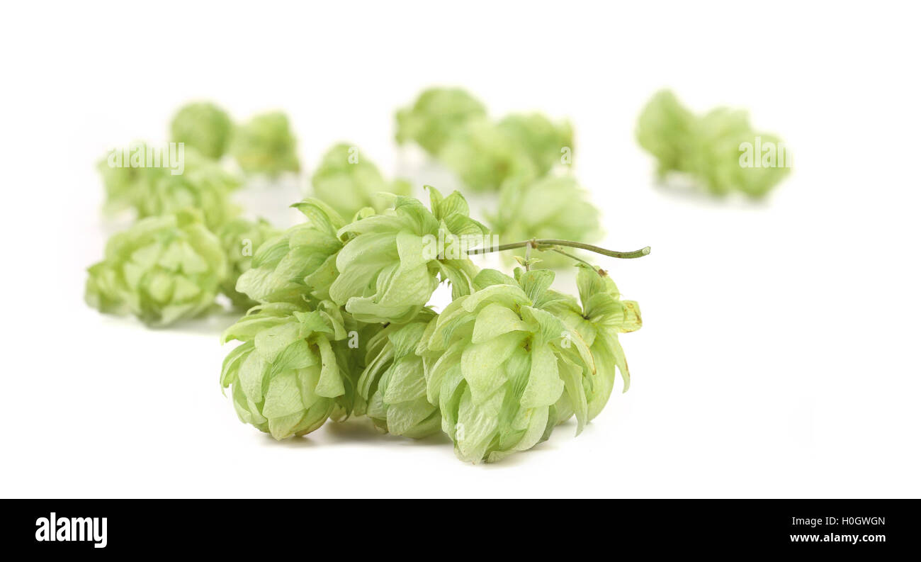 Close up of hop Stock Photo - Alamy