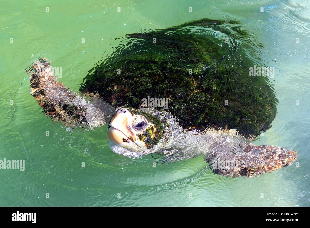 Submerged turtle hi-res stock photography and images - Alamy
