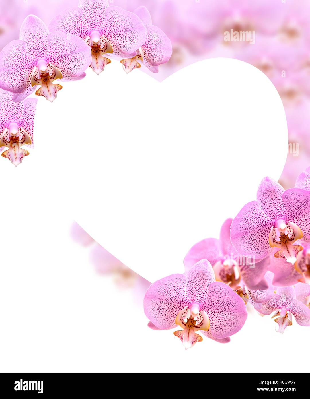 Orchid Greeting Card Stock Photo - Alamy