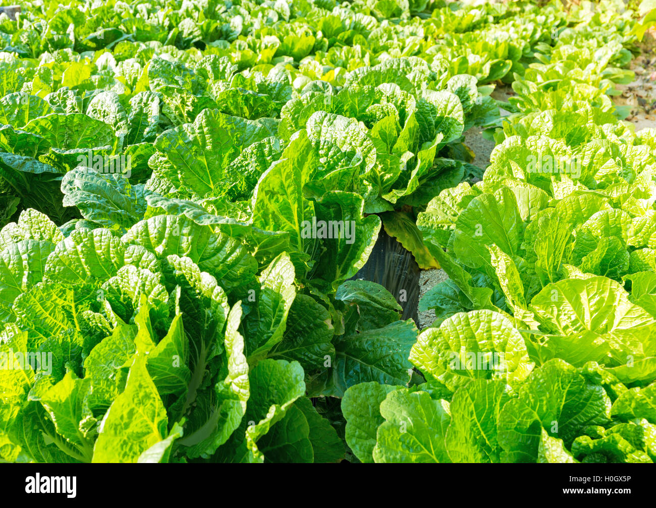 Fresh lettuce in field Stock Photo - Alamy