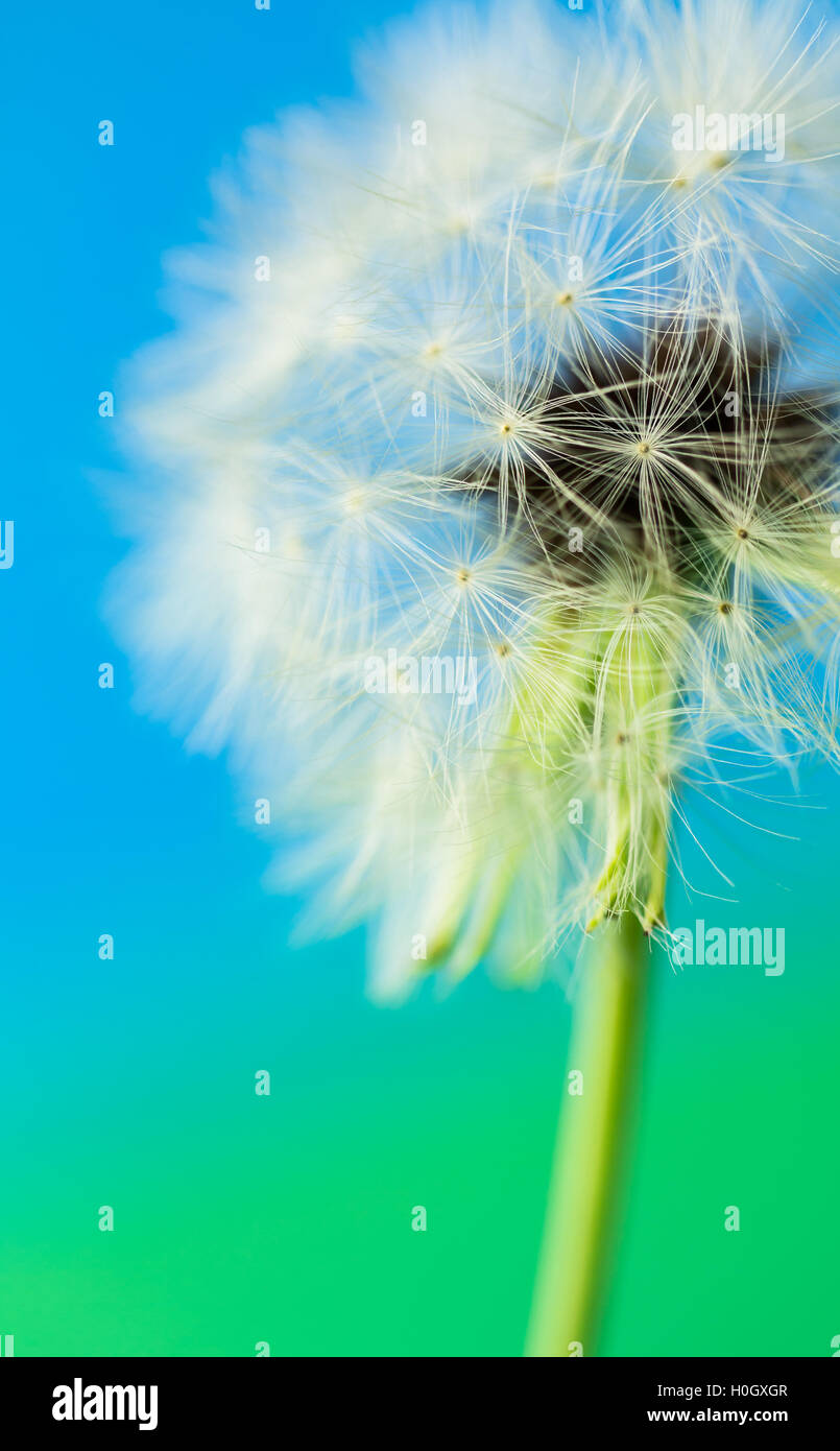 Goats beard seed hi-res stock photography and images - Alamy