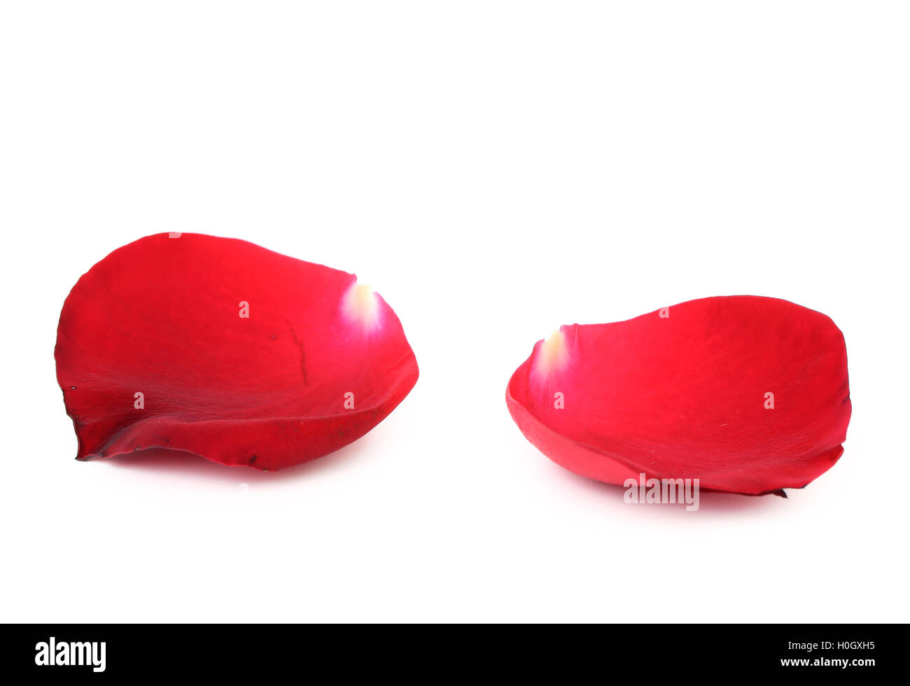 Red rose petals Stock Photo - Alamy