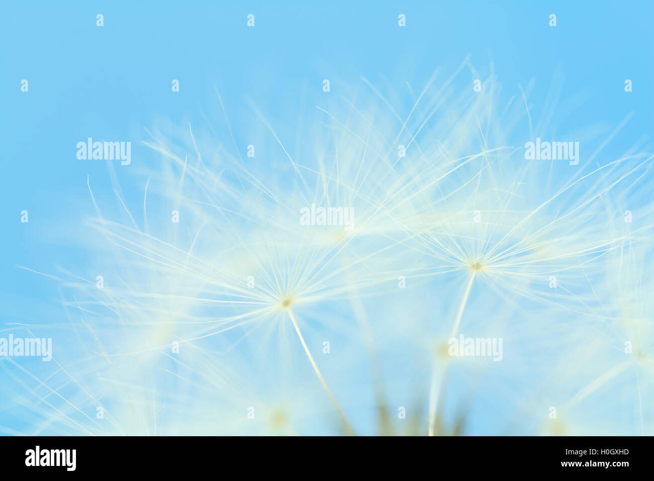 Seed pappus of yellow goat's beard plant, against pale blue background ...