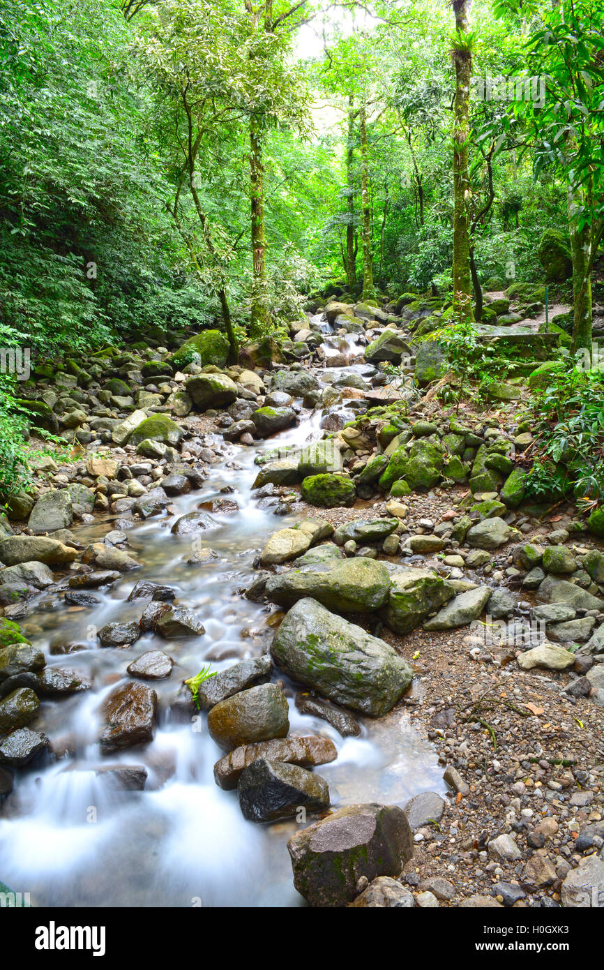 Rain Forest River Stock Photo - Alamy