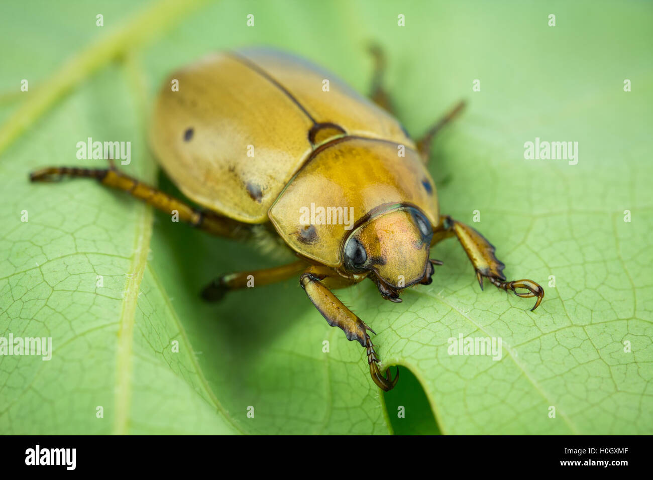 Macro of grapevine scarab beetle, on leaf. Tarsal claws on forelegs ...