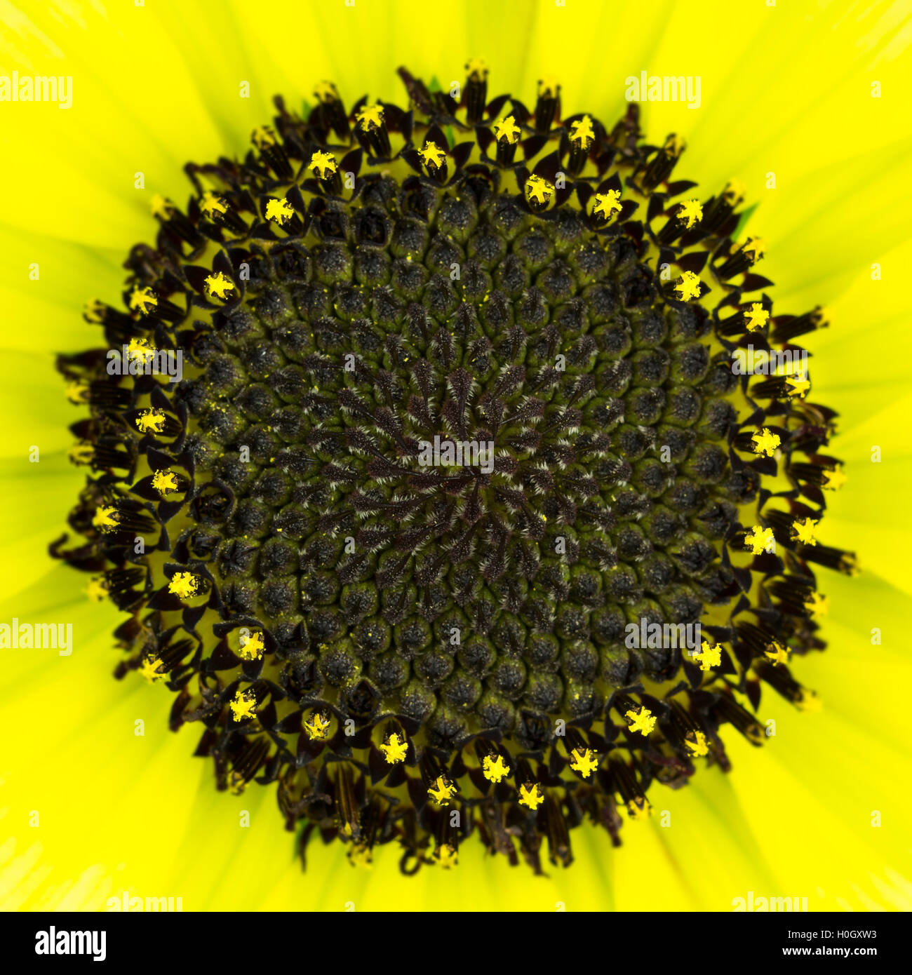 Square cropped close up of ornamental garden sunflower center details ...