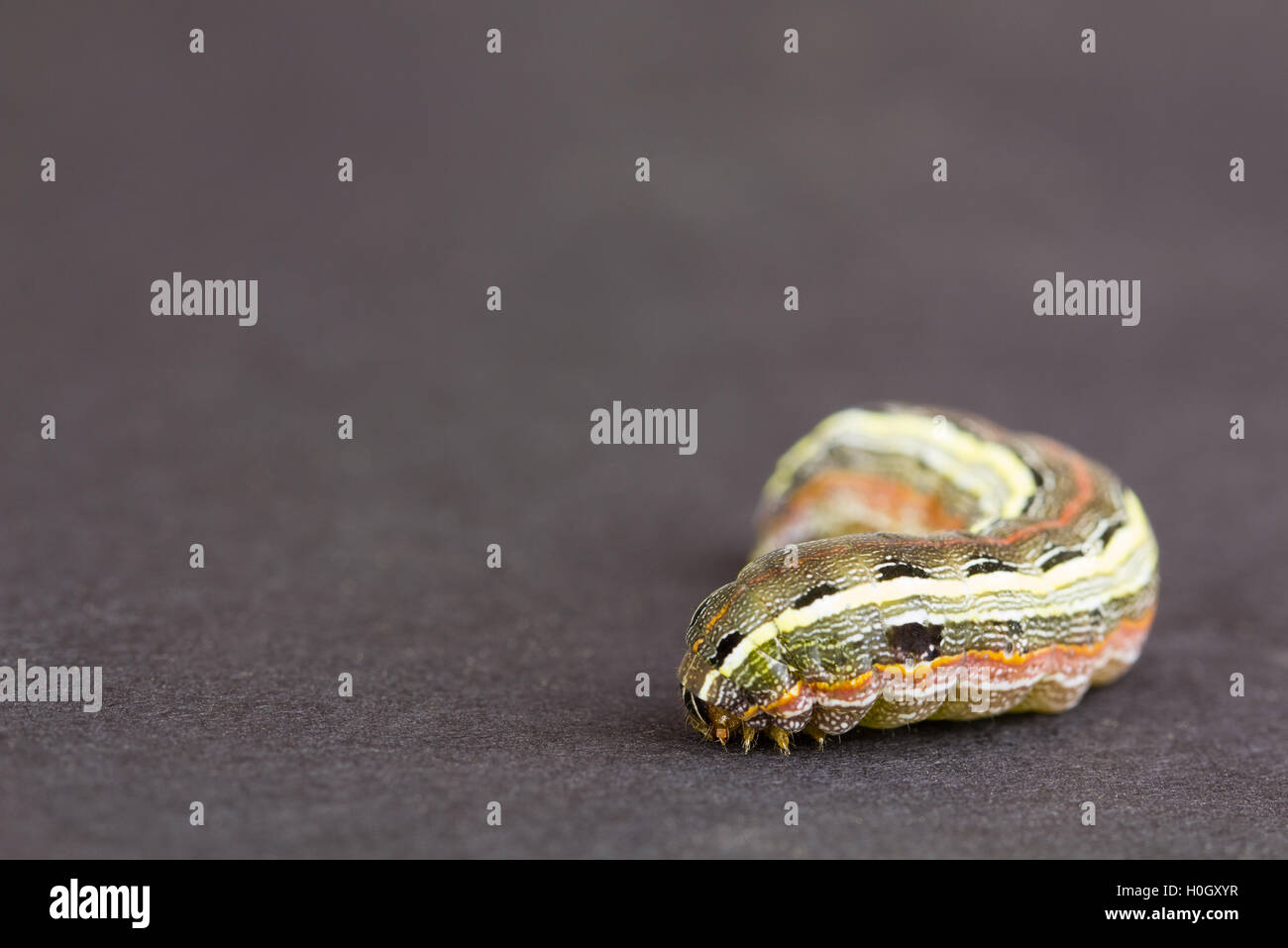 Armyworm larvae vary in color from dark greenish-brown to black Stock ...