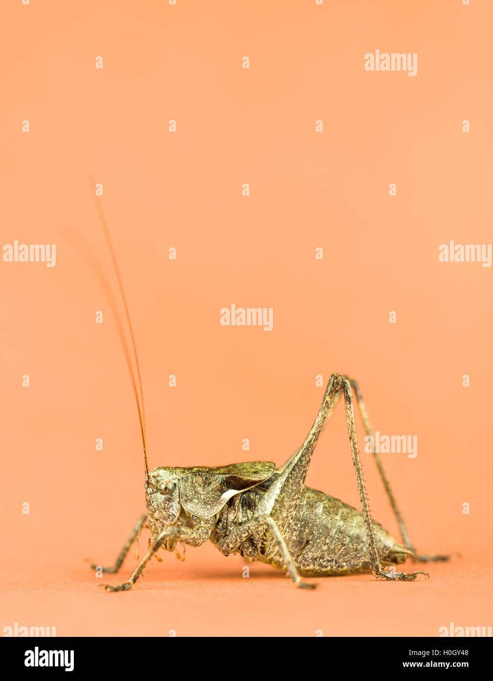 Katydid close up, showing prominent pronotum and long antennae, with ...