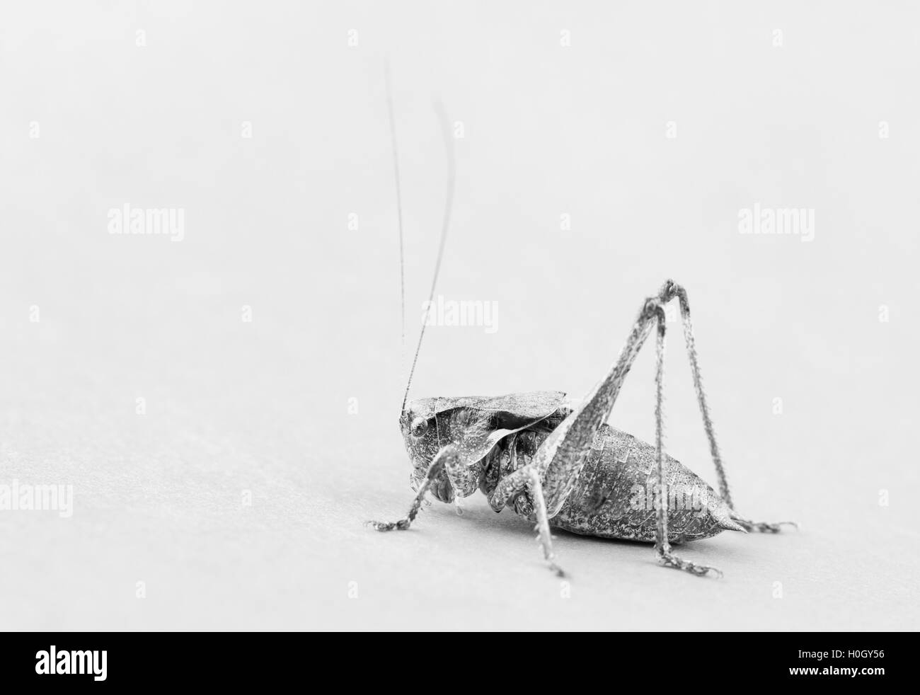 Black and white close up of alien prehistoric looking long horned ...