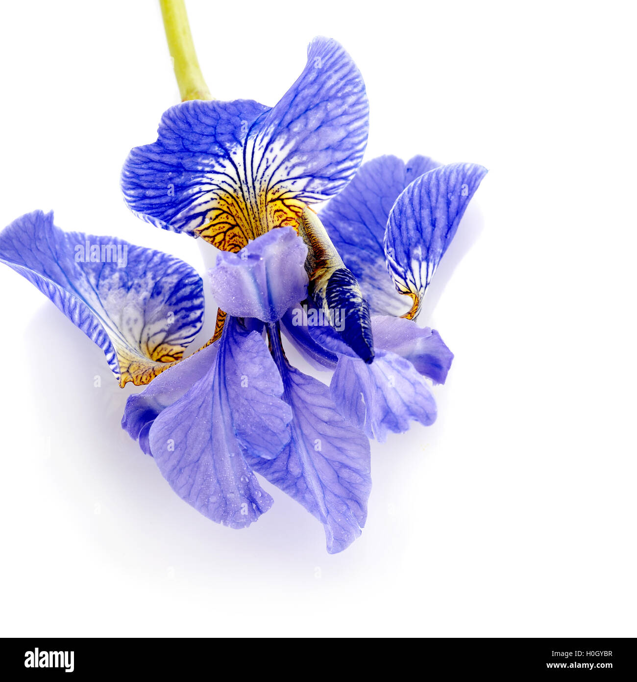 Flower of a blue iris Stock Photo - Alamy