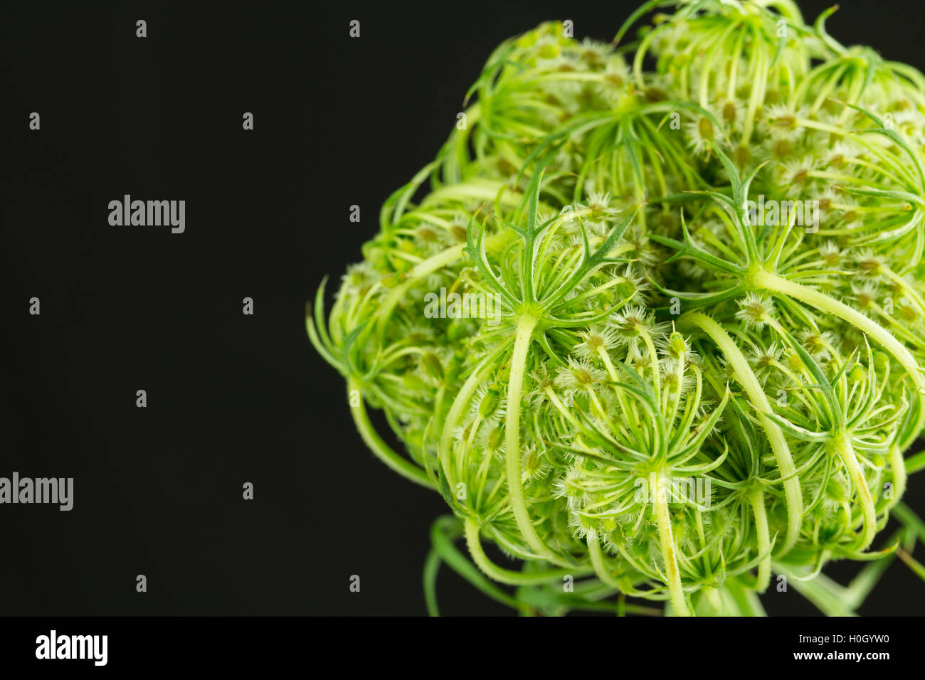 Tight seed umbel cluster of Queen Anne's Lace with dark background ...