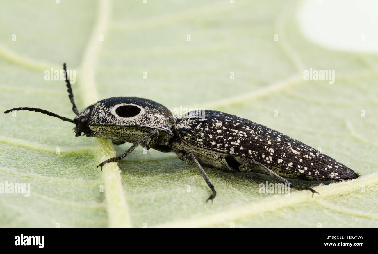 Macro of 1 1/2 inch, click beetle has large false eyes on thorax. Alaus ...