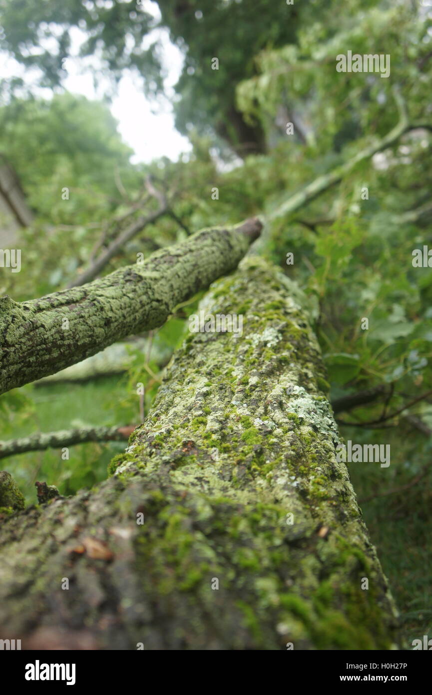 Tree carbon cycle hi-res stock photography and images - Alamy