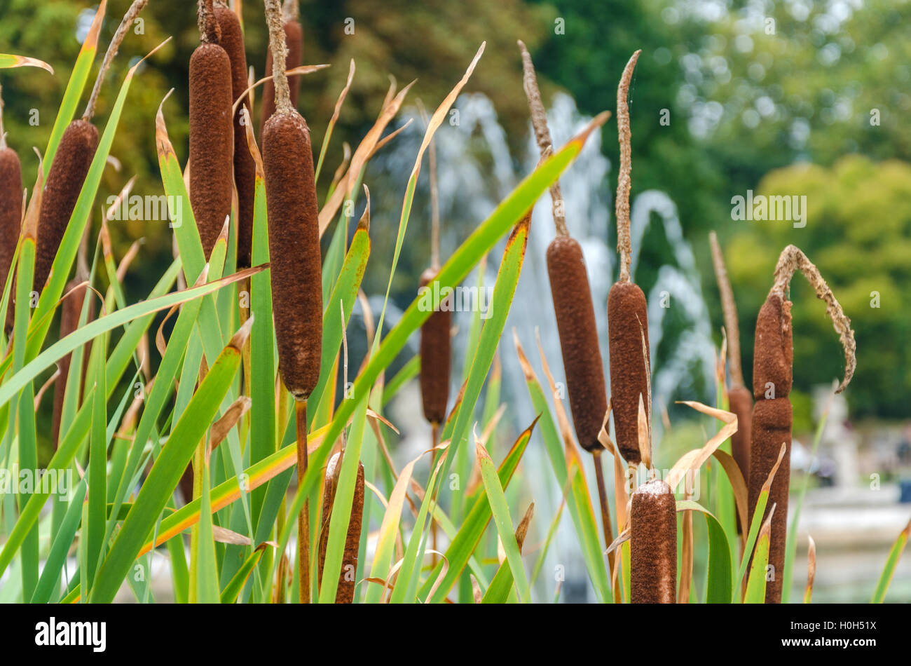 A closeup of Bulrushes Stock Photo - Alamy