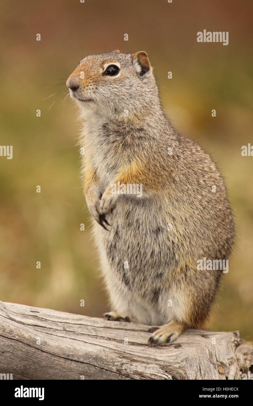 A Ground Squirrel standing tall Stock Photo - Alamy