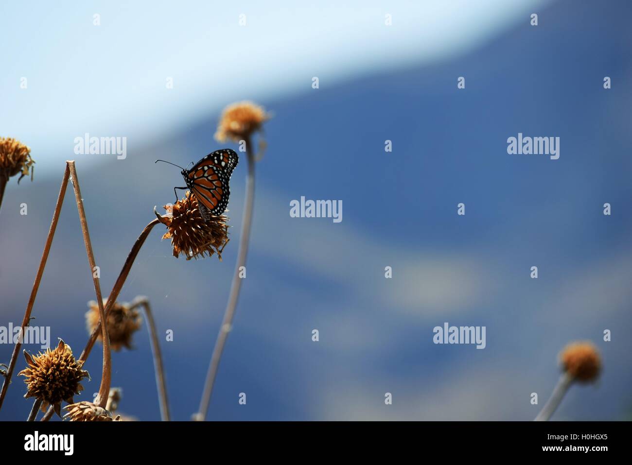 Beautiful butterfly resting on a dry branch in the garden Stock Photo ...