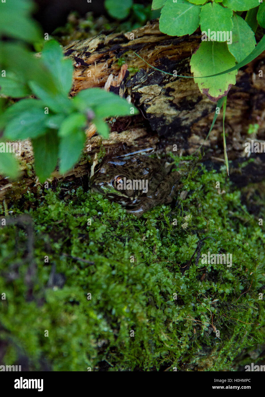 A bullfrog sits on a mossy log, hiding behind green leaves Stock Photo ...