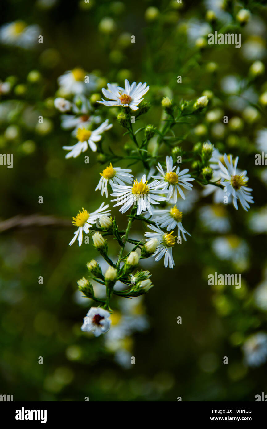 White and yellow flowers set against a blurred flower patch background ...