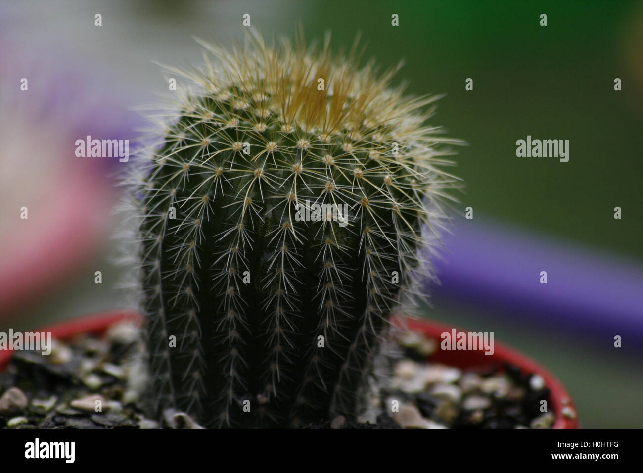 Globe cactus in pot Stock Photo - Alamy