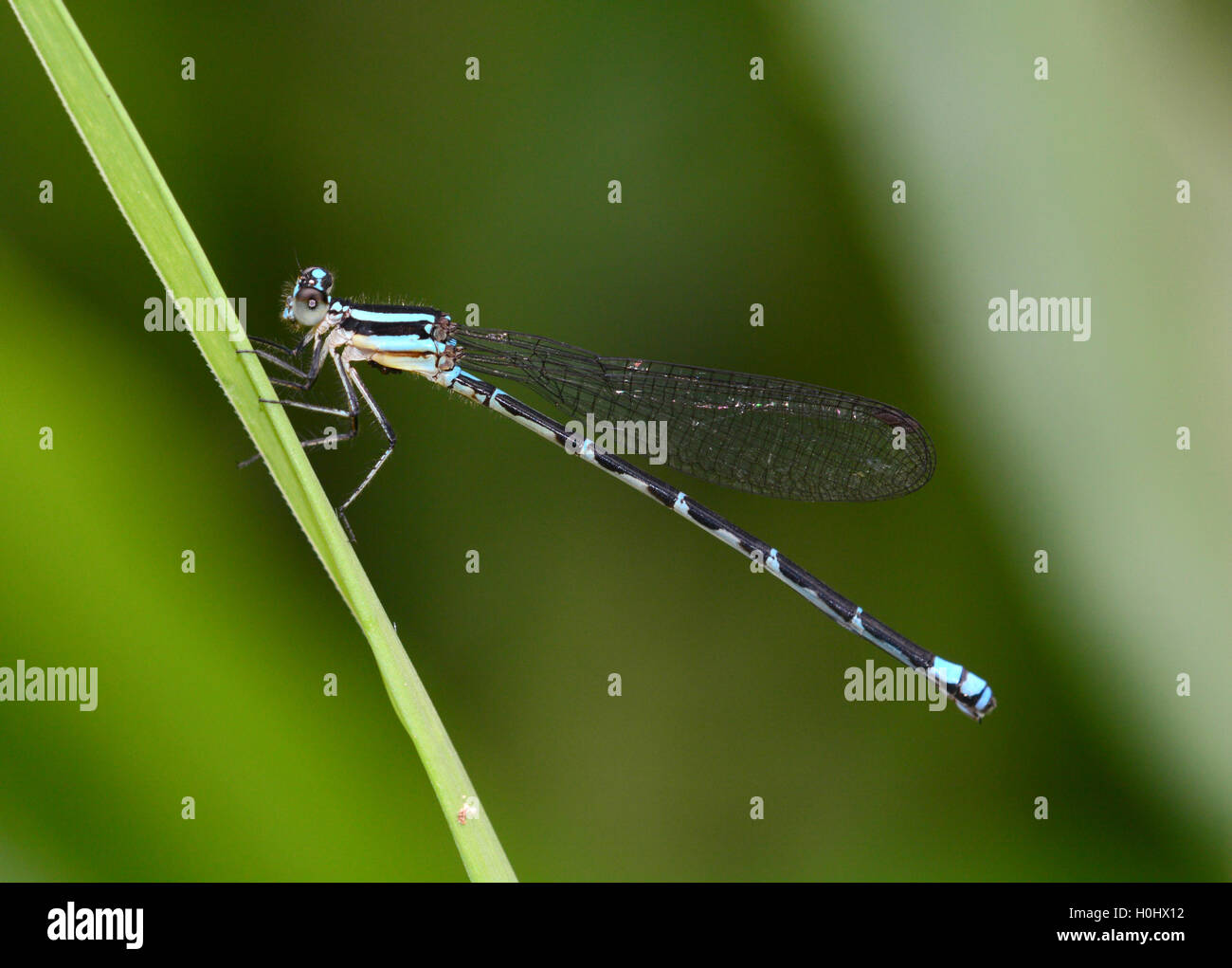 Common Bluetail Damselfly Stock Photo - Alamy
