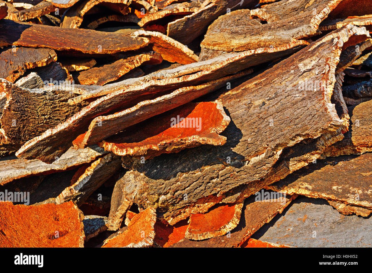 Corkwood tree hi-res stock photography and images - Alamy