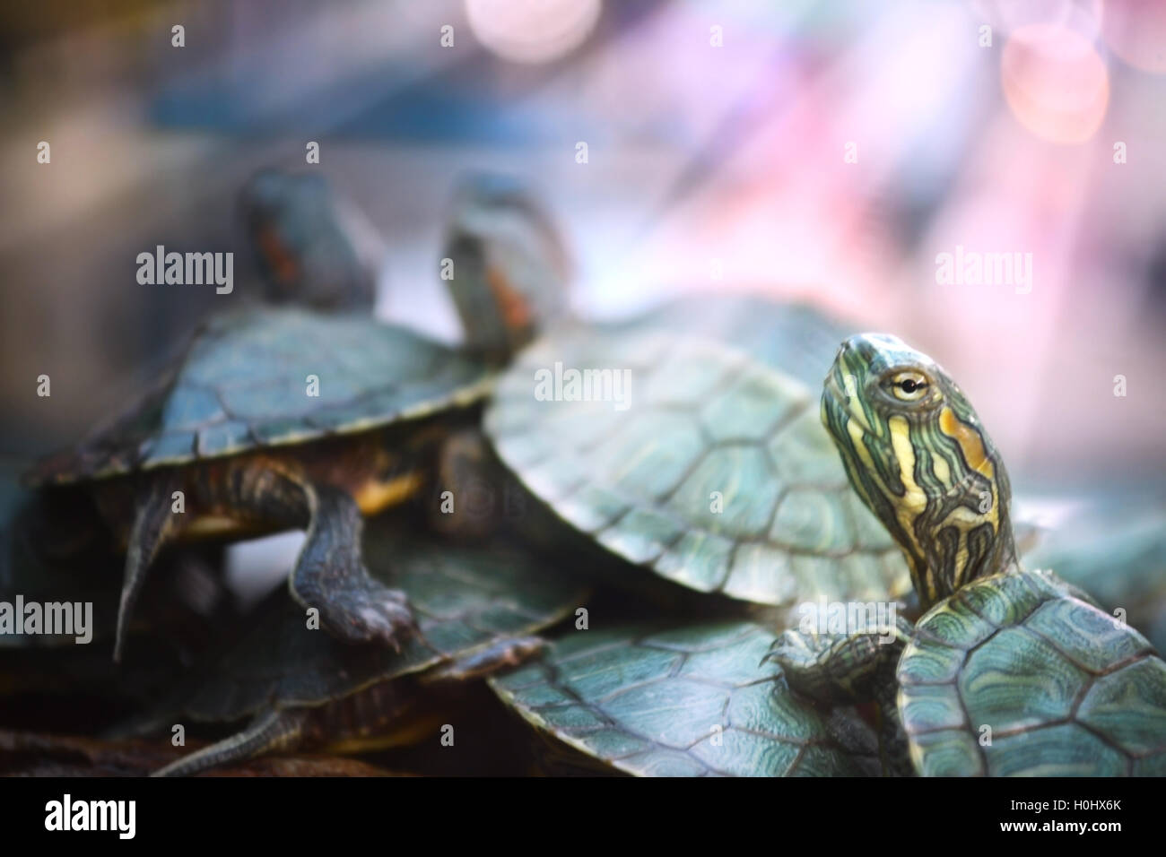 Green sea turtles pair hi-res stock photography and images - Alamy