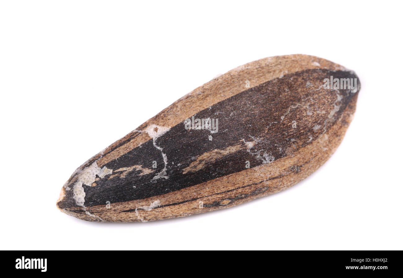One sunflower seed Stock Photo - Alamy