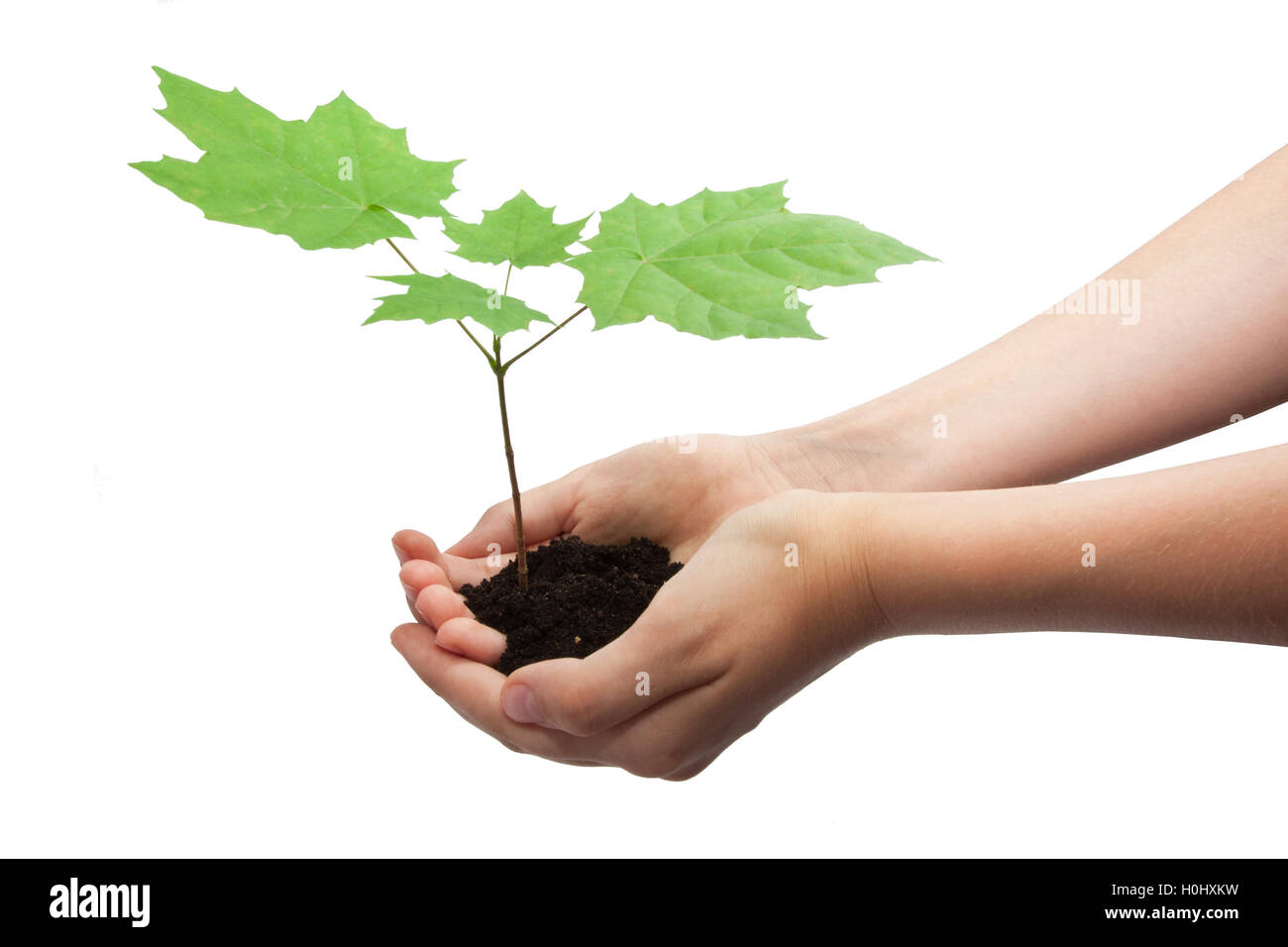 Tree in hands Stock Photo - Alamy