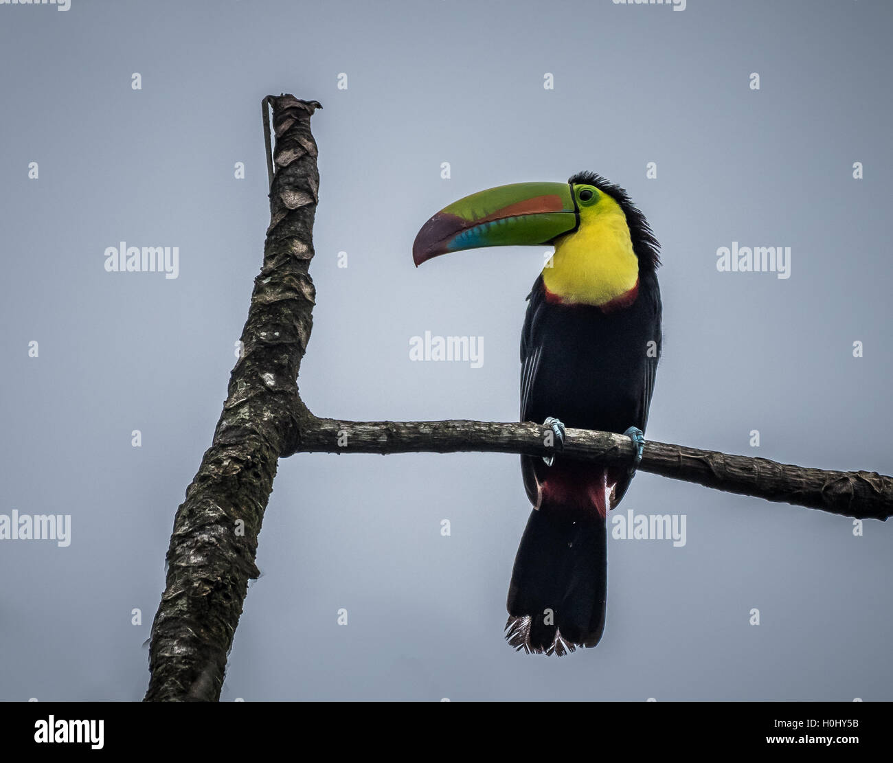 American barbets hi-res stock photography and images - Alamy