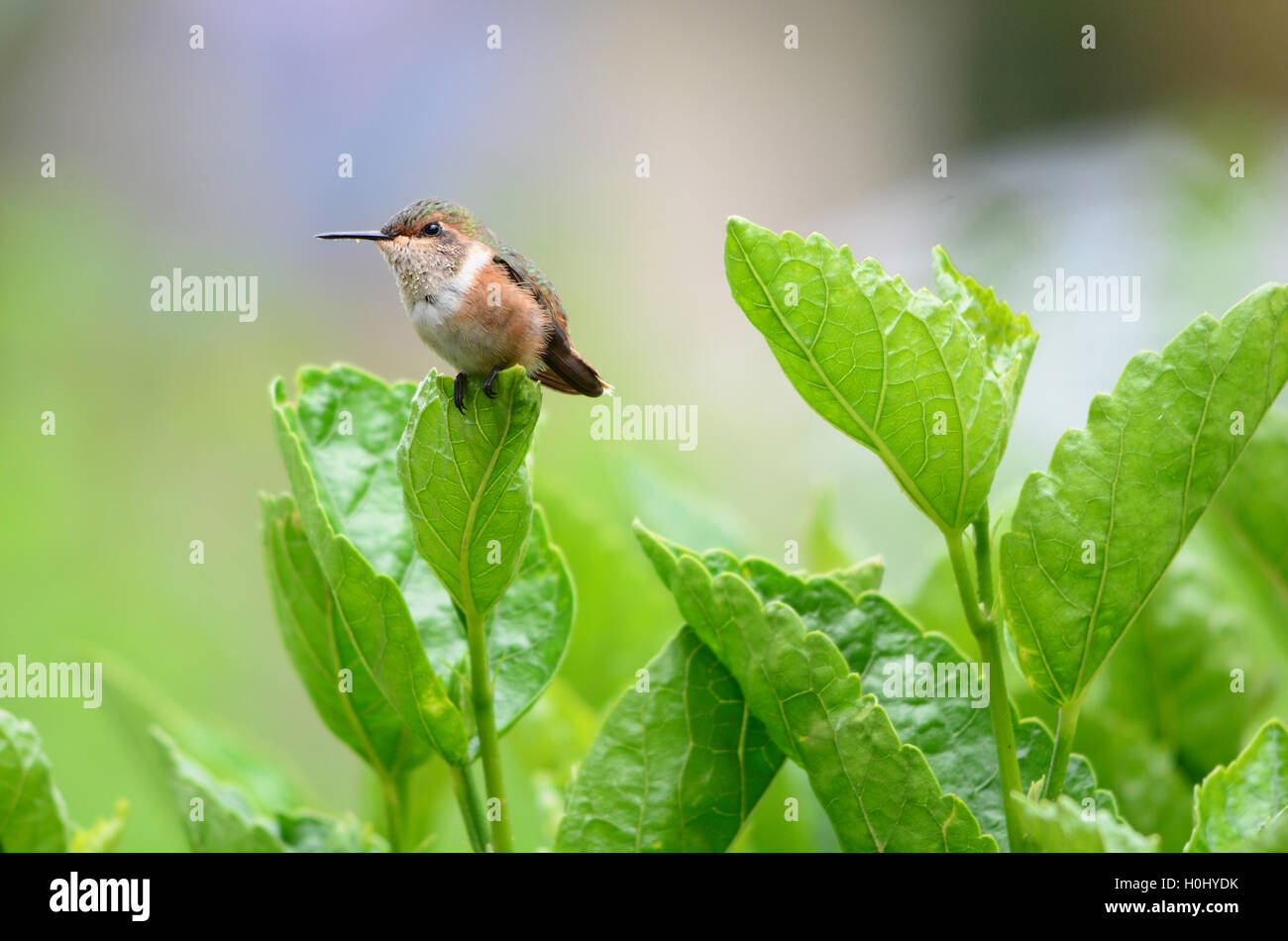 Scintillant Hummingbird (Selasphorus scintilla Stock Photo - Alamy