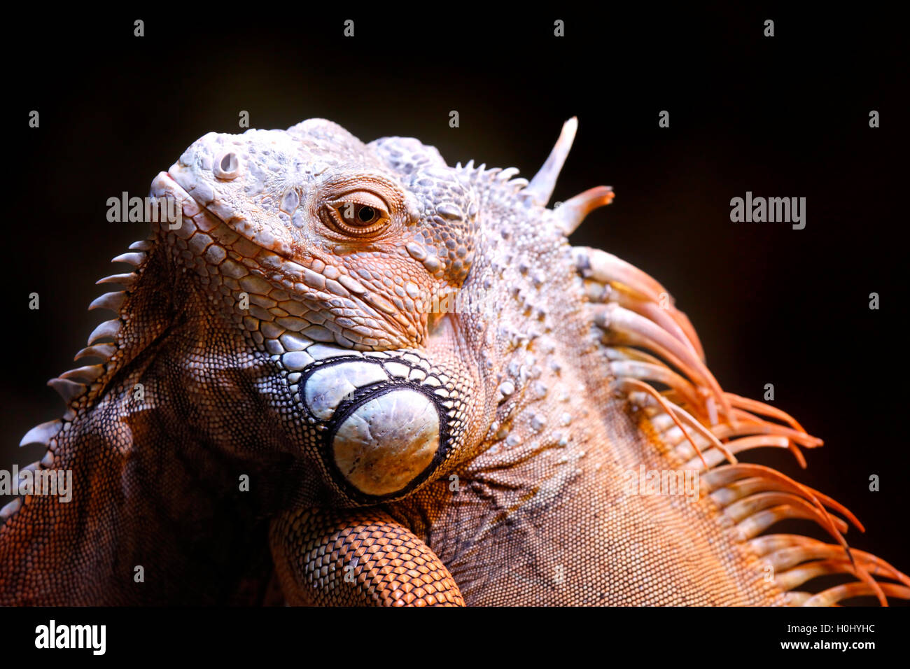 Deadly varan hi-res stock photography and images - Alamy
