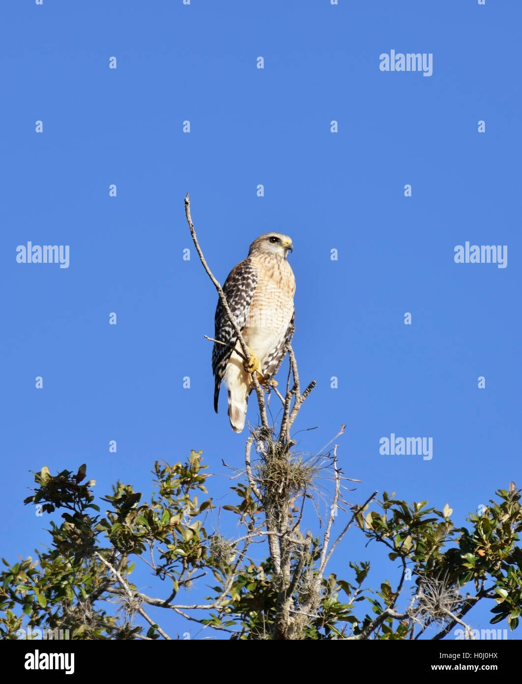 Hawk hunt hi-res stock photography and images - Alamy