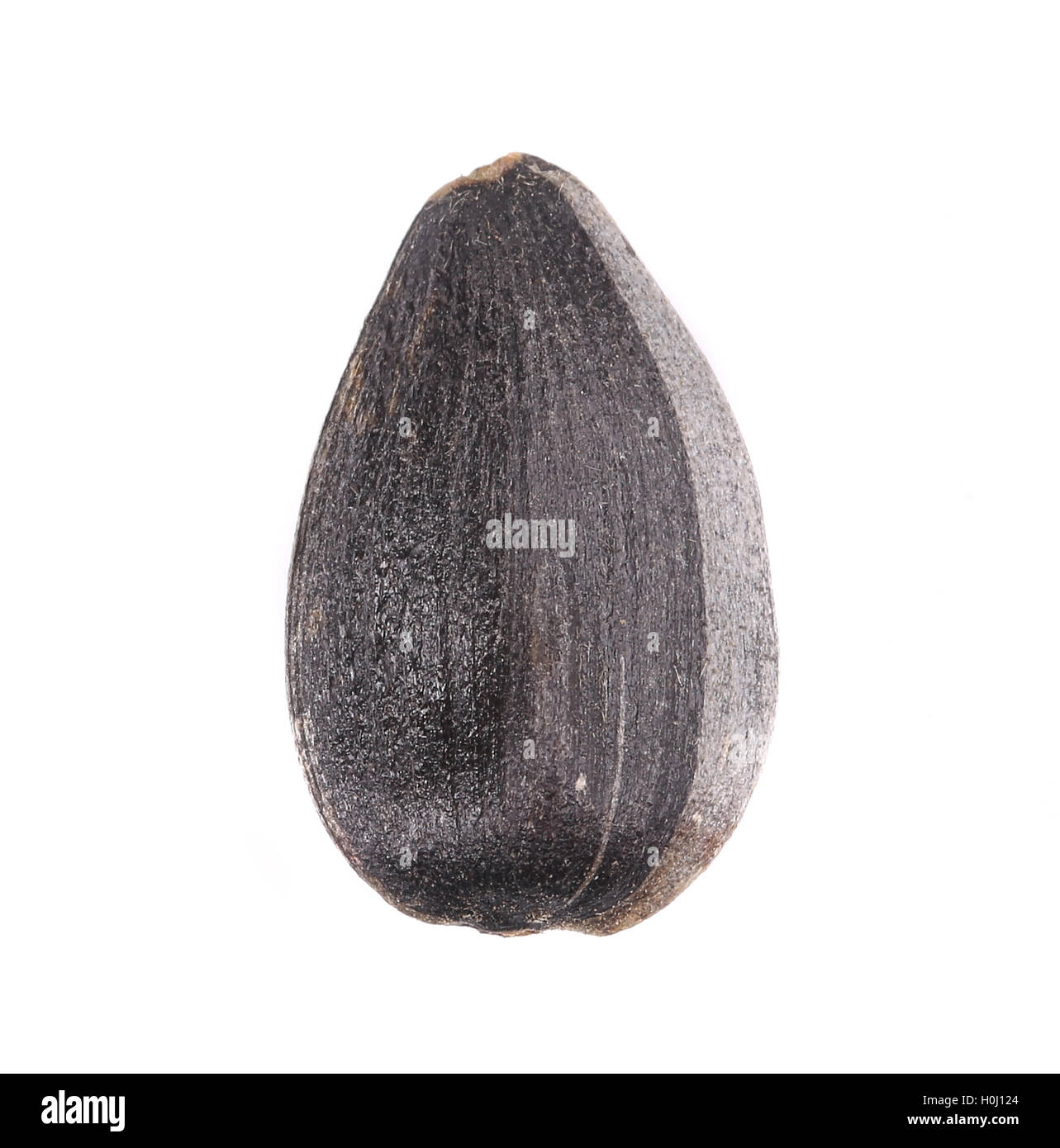 Big sunflower seed Stock Photo - Alamy