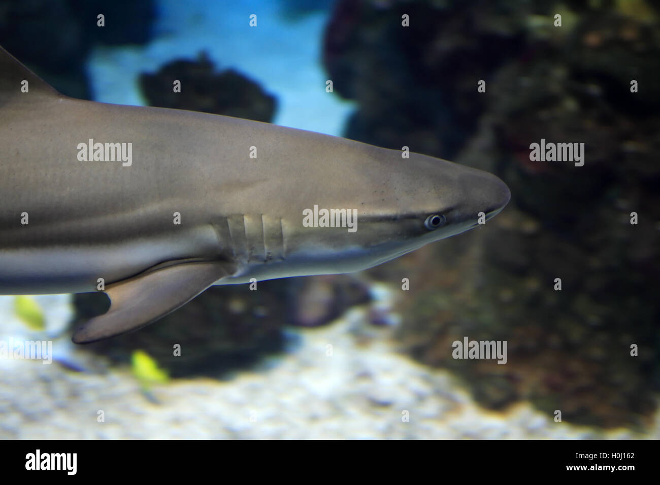 Shark environment hi-res stock photography and images - Alamy