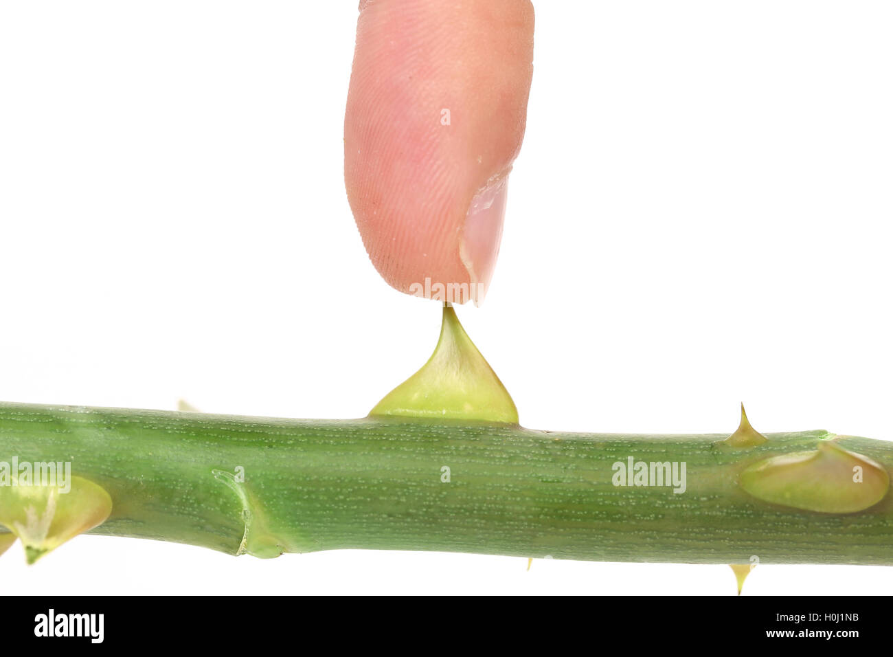 Thorn finger hi-res stock photography and images - Alamy