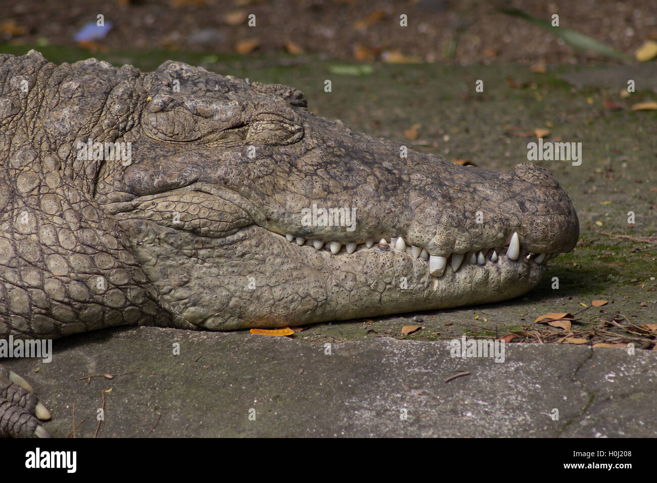 A crocodile resting in a zoo Stock Photo - Alamy