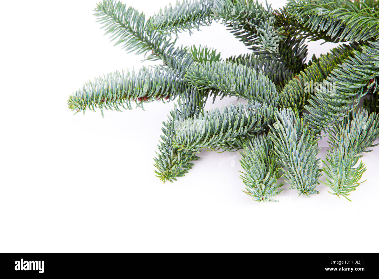 Branch of Christmas tree on white background Stock Photo - Alamy