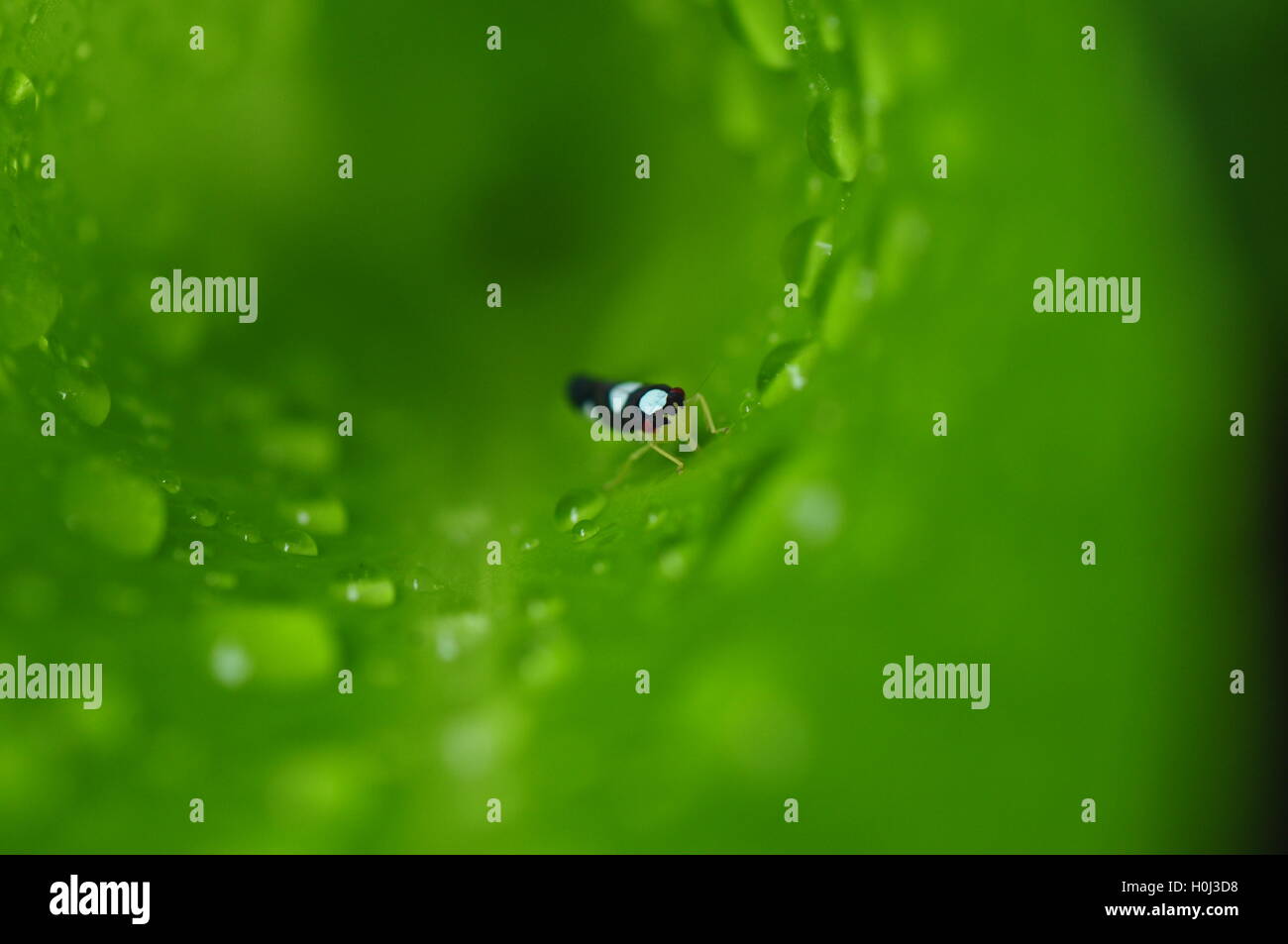 Inside a Leaf Stock Photo - Alamy