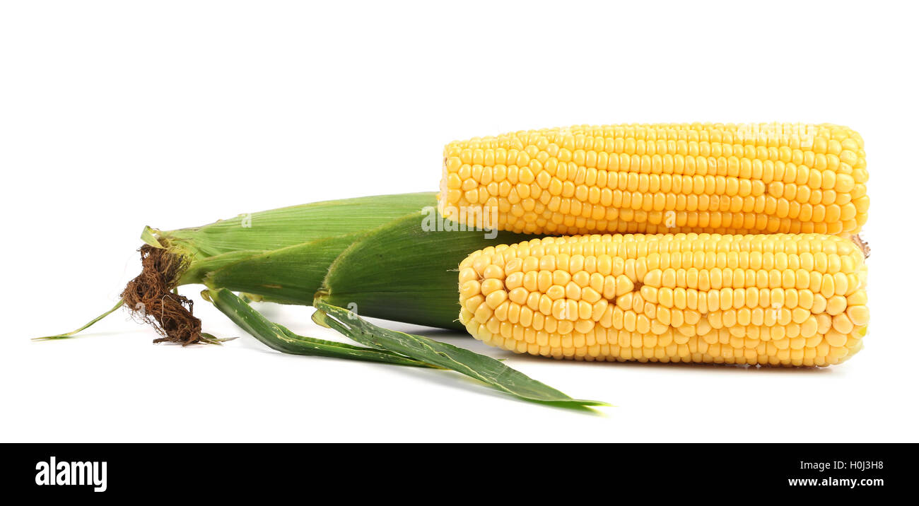 Close up of fresh corn ears Stock Photo - Alamy