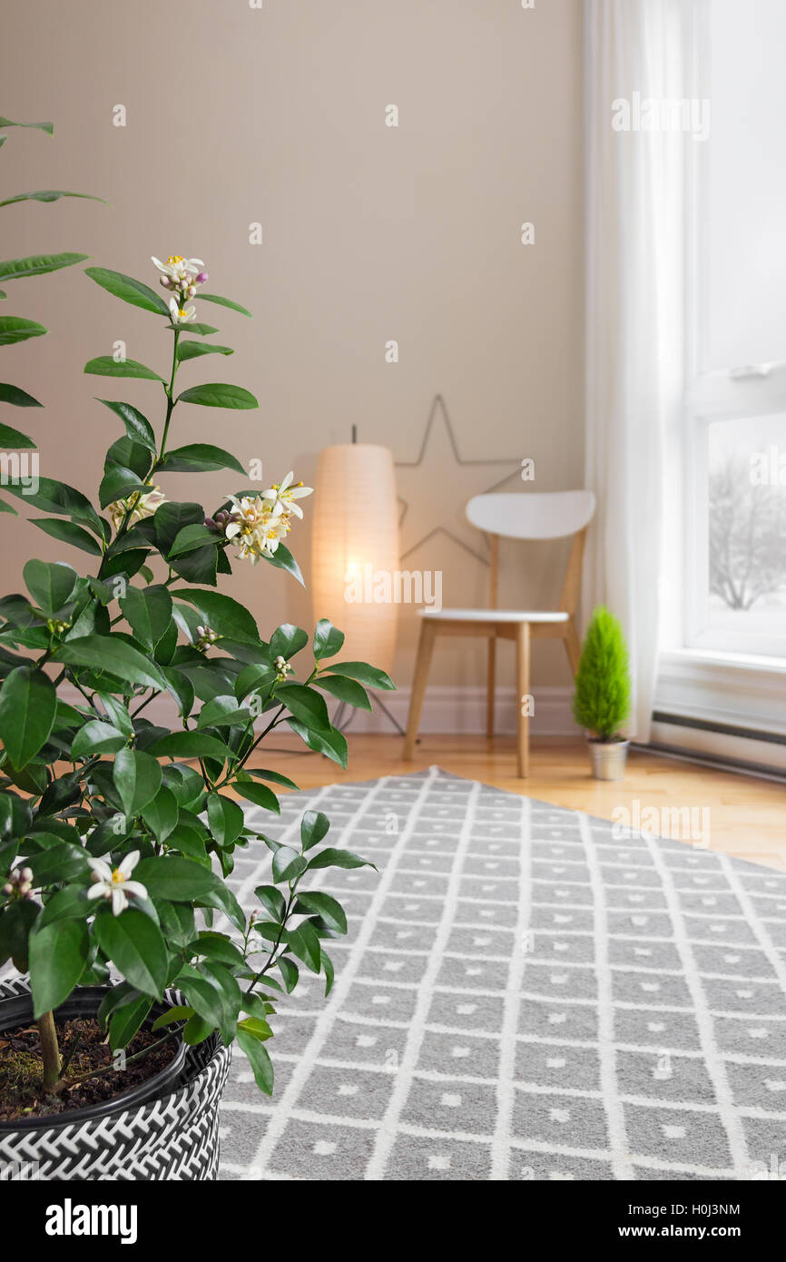 Blooming lemon tree in a room with modern decor Stock Photo - Alamy
