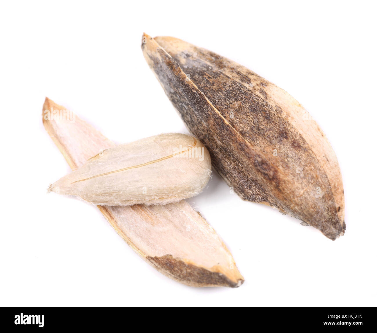 Open big sunflower seed Stock Photo - Alamy