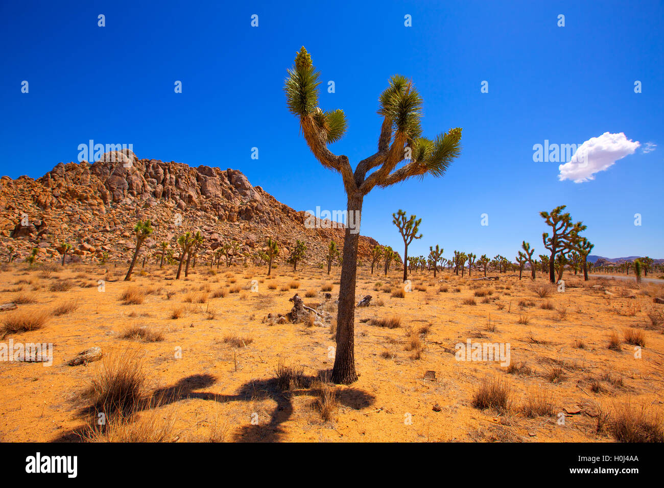 Joshua Tree National Park Yucca Valley Mohave desert California Stock ...